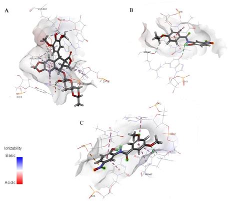 Molecular Interactions Of The Topo Iiα Enzyme A Docked Pose Of