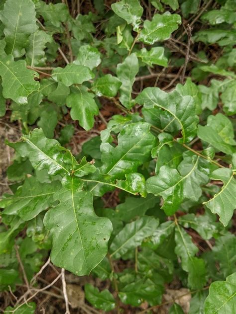 Quercus Sinuata Picturethis