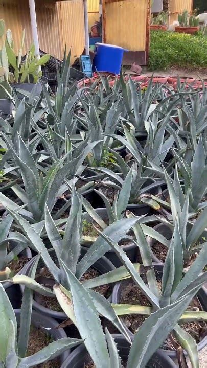 صبار أجاف أمريكانا مارجيناتا Agave Americana Marginata Kwt Farm Youtube