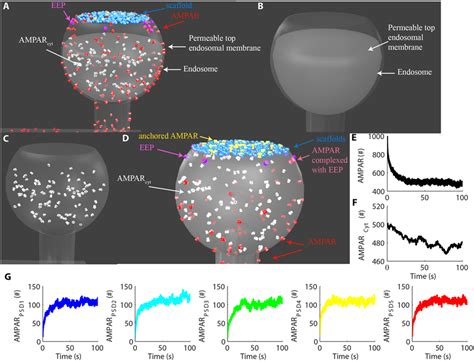 Ampar Trafficking Model A To Simulate The Endocytosis And Exocytosis Download Scientific