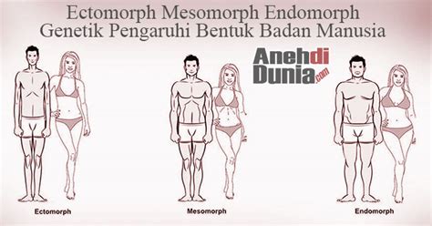 Ectomorph Mesomorph Endomorph Genetik Pengaruhi Bentuk Badan Manusia