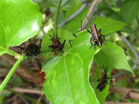Cabin Talk Eastern Lubber Grasshoppers