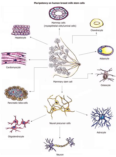 Multilineage Potential Of Hbscs These Cells Can Differentiate Into