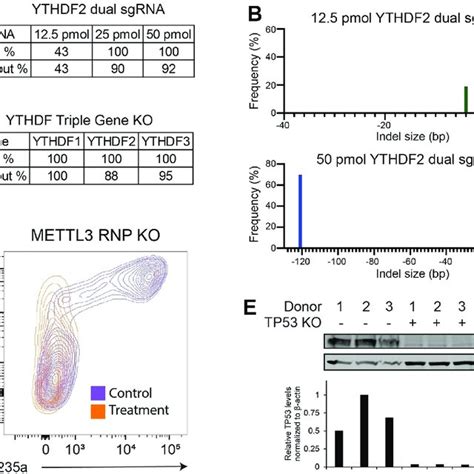 Crispr Cas9 Rnp Editing Of Human Cd34 Hematopoietic Stem And Download Scientific Diagram