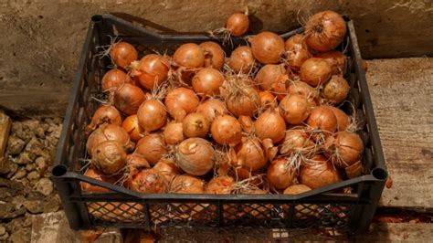 How To Cure And Store Onions In 9 Easy Steps