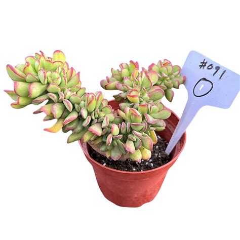 Crested Sedum Dendroideum Tree Stonecrop 1 4 Inch Limited The