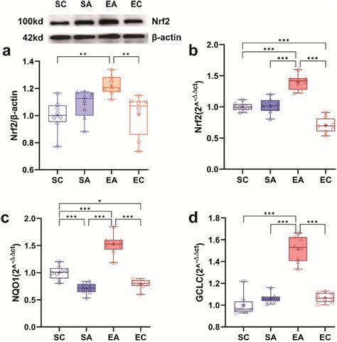 Nrf2 Nqo1 And Gclc In Mice Gastrocnemius Muscle Sc Sa Ea And Ec Download Scientific