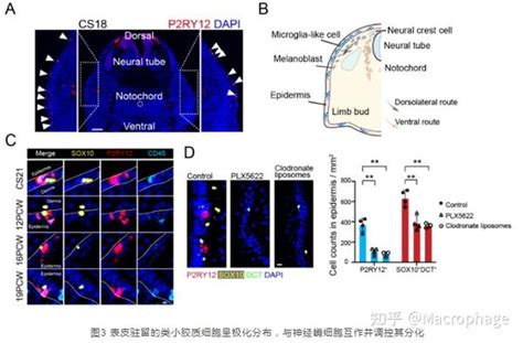《cell》 15种巨噬细胞亚型（含全新发现的类小胶质细胞和促血管生成巨噬细胞）在人类产前的时空动态图谱 知乎