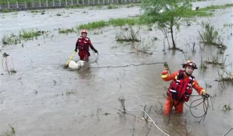 下大雨羊群被困，珲春消防大队紧急救援凤凰网吉林凤凰网