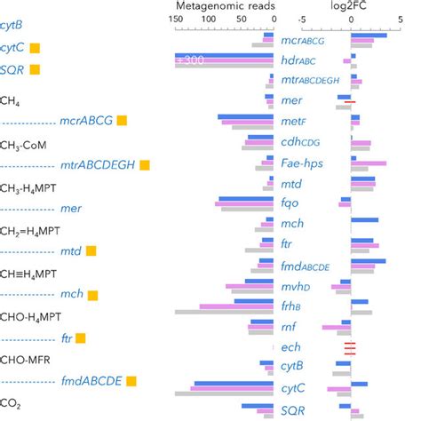 Schematic Representation Of The Reverse Methanogenesis Pathway Download Scientific Diagram