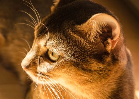 Free Images Sweet Animal Cute Looking Pet Fur Portrait Feline