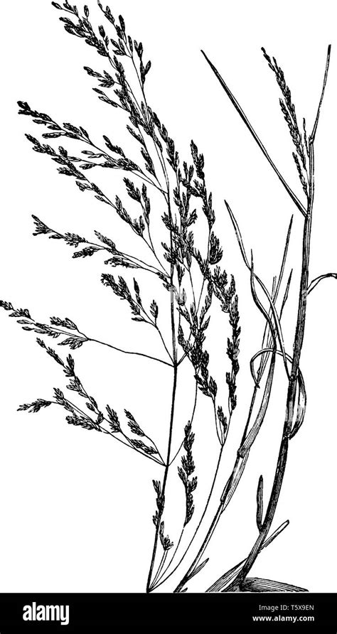 This Pictures Showing A Grass This Grass Stems Is Long And Thin Blade