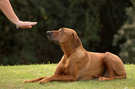 The 5 Basic Commands Every Dog Should Know