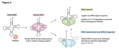 Enzymatic Regulation Of Trna Tsrna Dynamics Schematics Of Trna Download Scientific Diagram