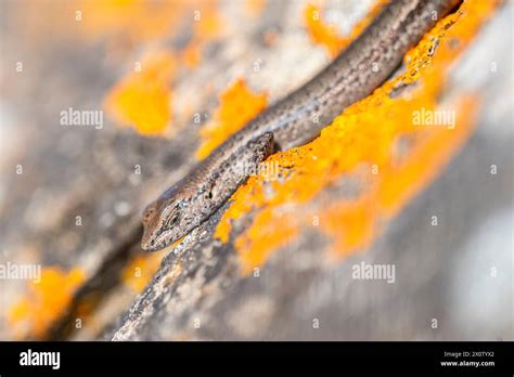 Three Toed Earless Skink Hemiergis Decresiensis A Species Of Lizard
