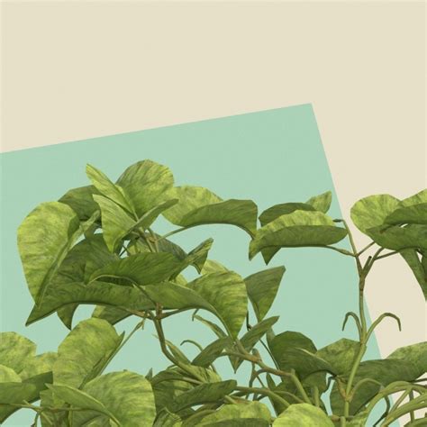 Free Pothos Model Turbosquid 1758541