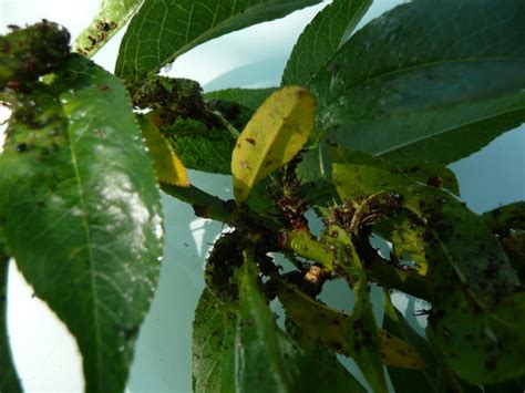 Forum Peach Tree Bugs
