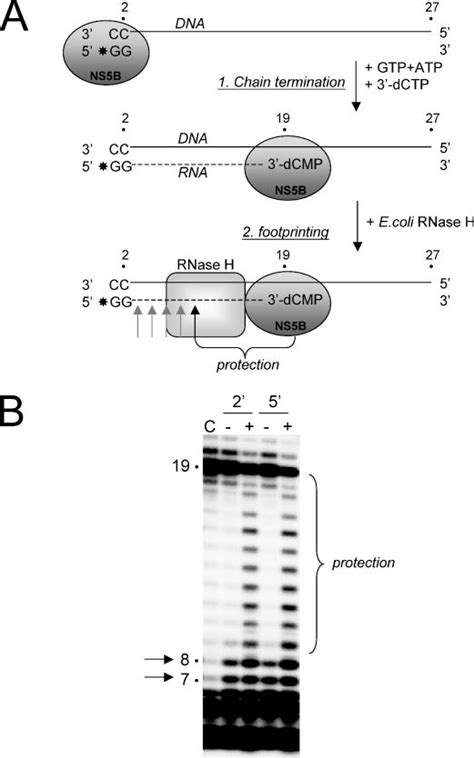Rnase H Protection Assay A Principle Of The Reaction In The Presence