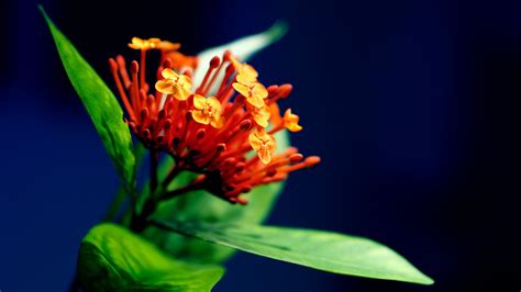 배경 화면 자연 사진술 곤충 녹색 화분 플로라 꽃잎 컴퓨터 벽지 육상 식물 꽃 피는 식물 닫다 매크로 사진 식물 줄기 2048x1152