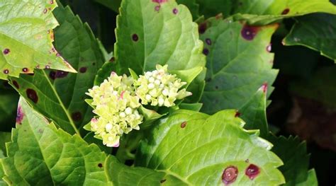 17 Common Problems With Hydrangeas And How To Avoid Them