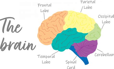 What Is Functional Neurological Disorder FND Action