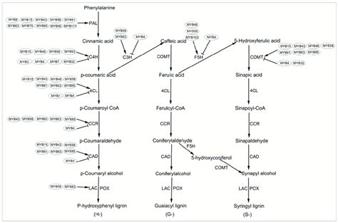 Phenylpropane Lignin Biosynthesis Pathway In Arabidopsis In This