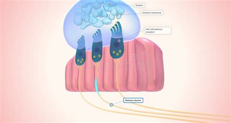 The Utricle And Saccule Each Have A Small Thickened Region Called A