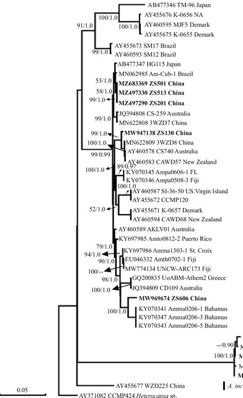 phylogenetic tree of partial lsu rdna d1 d3 sequences of amphidinium
