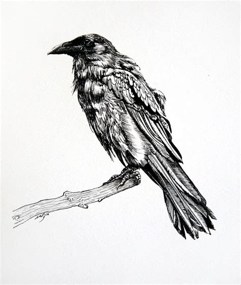 Sketch Of Crow How To Draw A Crow Realistic Pencil Drawing For