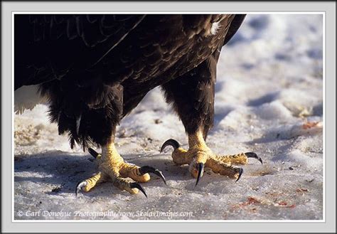 118 Best Images About Little Birdie Feets On Pinterest