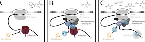 The Tryptophan Induced Tnac Ribosome Stalling S
