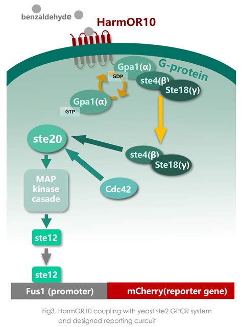 Design Hizju China Igem 2022