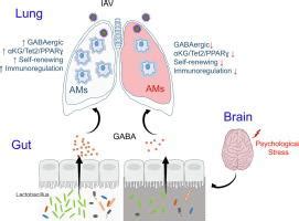 Gut Microbial GABAergic Signaling Improves Stress Associated Innate