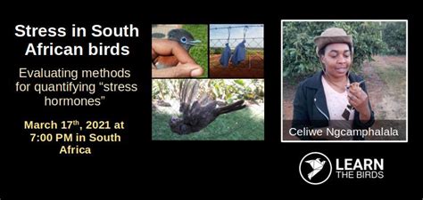 Stress In Birds Banner Learn The Birds