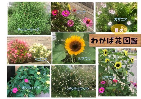【わかば】夏の花図鑑 みずほ愛育会