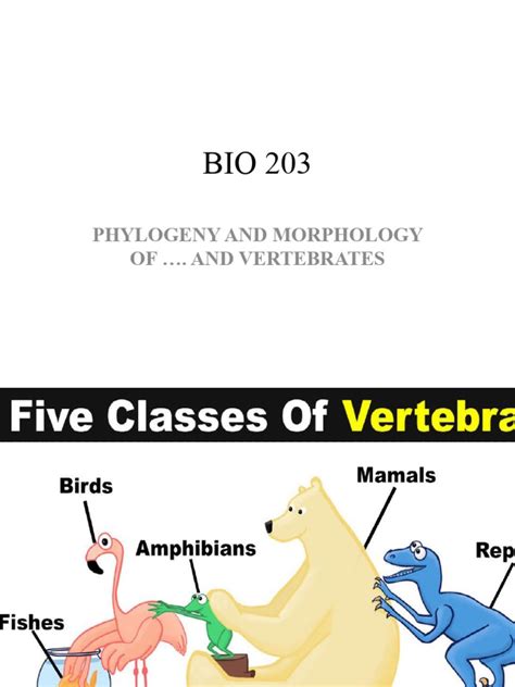 Bio 203 Vertebrates Complete Lecture Notes Pdf Cetacea Reptile