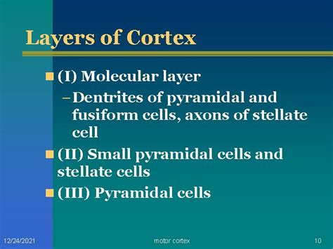 Motor Cortex Functional Anatomy Afferent Efferent Connections 12242021