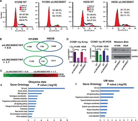Linc00857 Regulates Cell Cycle At The G1 S Phase And Potentially Download Scientific Diagram
