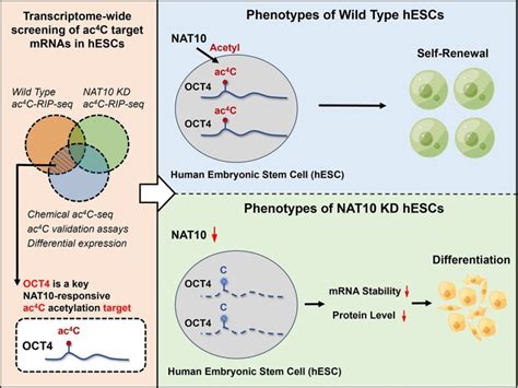 Nat10 Mediated N4 Acetylcytidine Mrna Modification Regulates Self