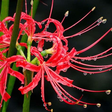 Red Spider Lily Bulbs For Sale Lycoris Red Radiata