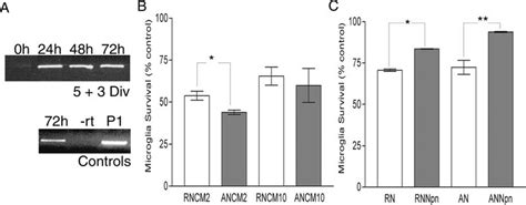 Stressed Neurons Express Sema3a A Expression Of Sema3a Mrna In E16