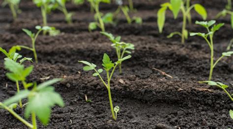 11 Tomato Growing Mistakes You Should Avoid This Year