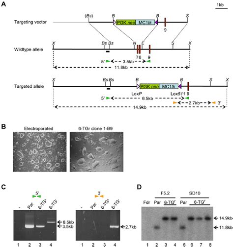 Targeting Of The Hprt Gene In Rat Embryonic Stem Cells A Structure Download Scientific