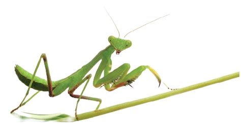 Projects — Mantis Gardens