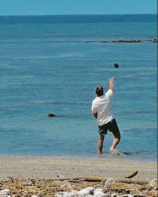 Visitor Charged With Harassing A Hawaiian Monk Seal On Maui Honolulu