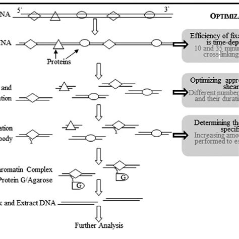 The Chromatin Immunoprecipitation Assay And The Optimization Steps