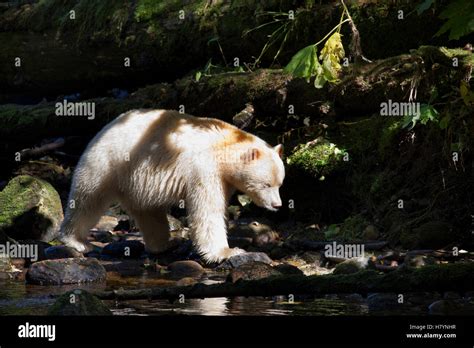 Kermode Bear Ursus Americanus Kermodei White Morph Called Spirit
