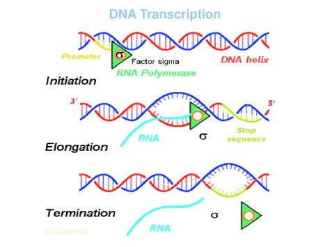 PPT From DNA To RNA The RNA World PowerPoint Presentation Free