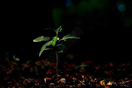 生长的植物高清图片下载 正版图片500749533 摄图网