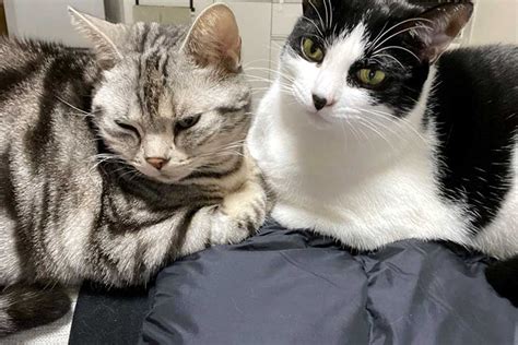 前足を重ねただけなのに…天才的にかわいいねこ2匹 「まさに至宝」と共感殺到 Hint Pot